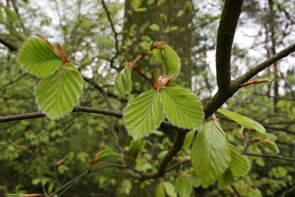Gratis stock foto's - Rgbstock - gratis afbeeldingen | Jonge beuken ...