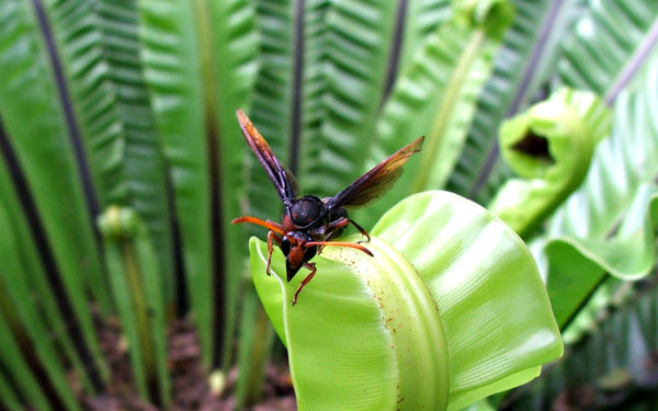 Gratis stock foto's - Rgbstock - gratis afbeeldingen | groene krul ...