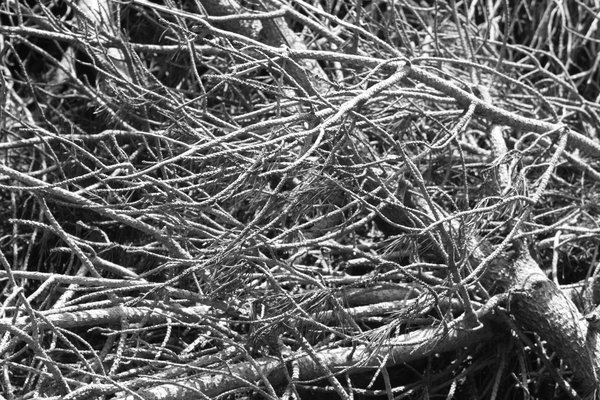Tangled branches | Free stock photos - Rgbstock -Free stock images ...