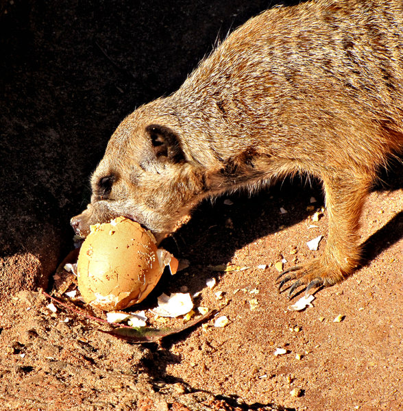 Free stock photos - Rgbstock -Free stock images | egg for breakfast ...
