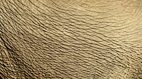Wrinkled Skin Texture
