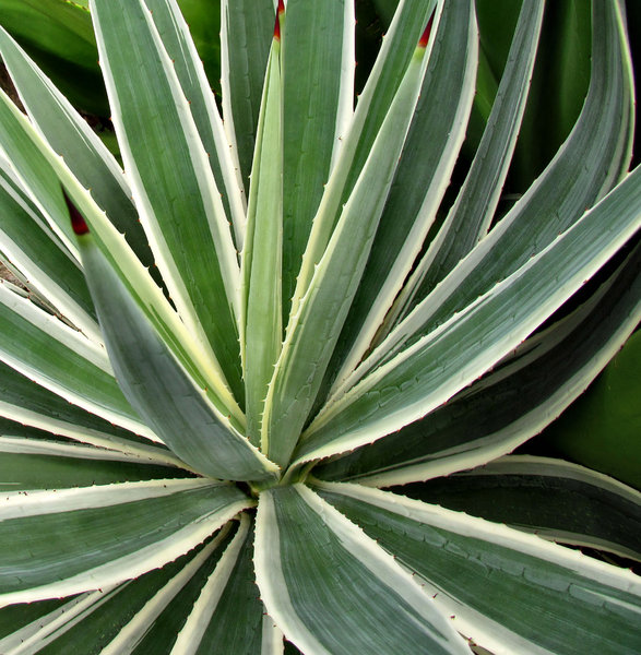 Free stock photos - Rgbstock - Free stock images | barbed & green2 ...