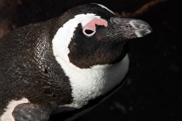 Free stock photos - Rgbstock -Free stock images | African Penguin Close ...