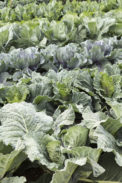 Cabbage varieties: Varieties of cabbage in a garden in West Sussex ...
