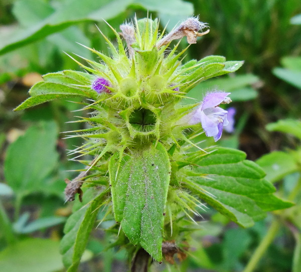 Free stock photos - Rgbstock -Free stock images | Plant that looks like ...