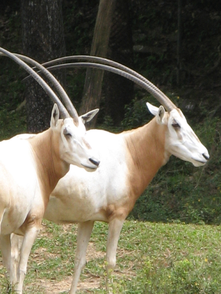 Free stock photos - Rgbstock - Free stock images | !!two horns ...