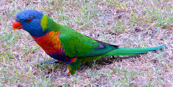 Gratis stock foto's - Rgbstock - gratis afbeeldingen | Regenboog lori 2 ...