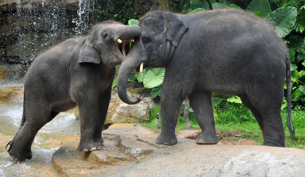 Free stock photos - Rgbstock -Free stock images | elephant bite ...