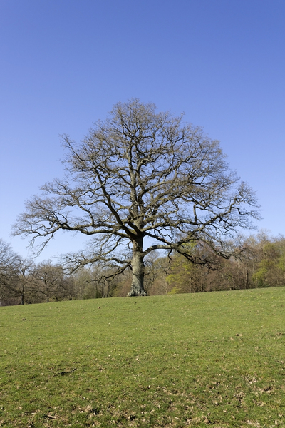 Free stock photos - Rgbstock -Free stock images | Oak tree in spring ...
