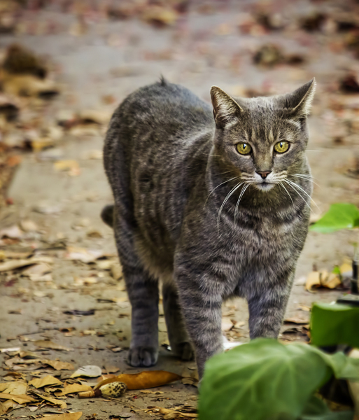 Cat Prowling | Free stock photos - Rgbstock -Free stock images ...