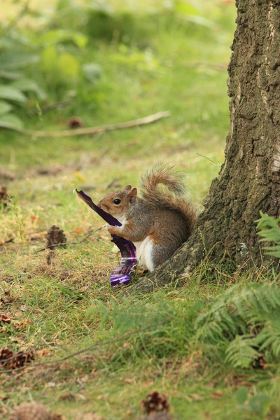 Free stock photos - Rgbstock -Free stock images | Cheeky squirrel ...