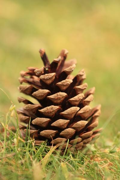 Free stock photos - Rgbstock -Free stock images | Pine cone ...