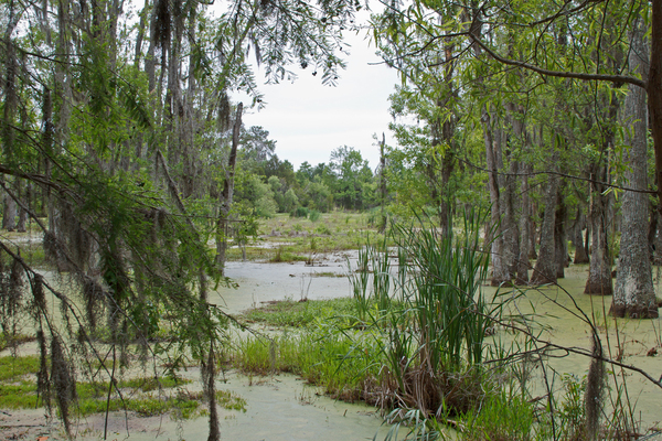 Free stock photos - Rgbstock -Free stock images | Swamp land 1 ...