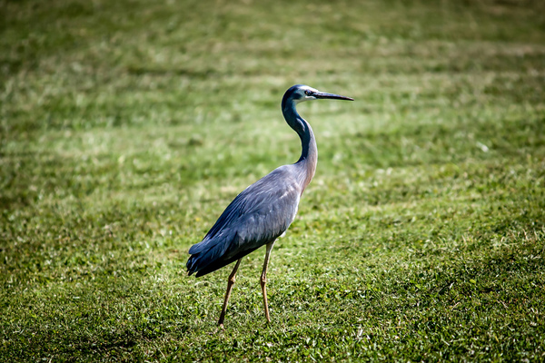 Free stock photos - Rgbstock -Free stock images | The White-faced Heron ...