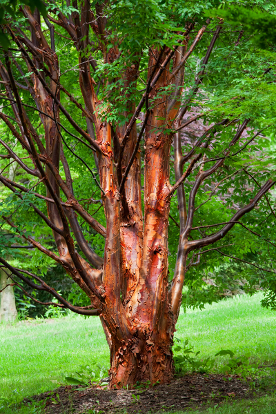 TREE "Paper Bark Maple" | Free stock photos - Rgbstock -Free stock ...